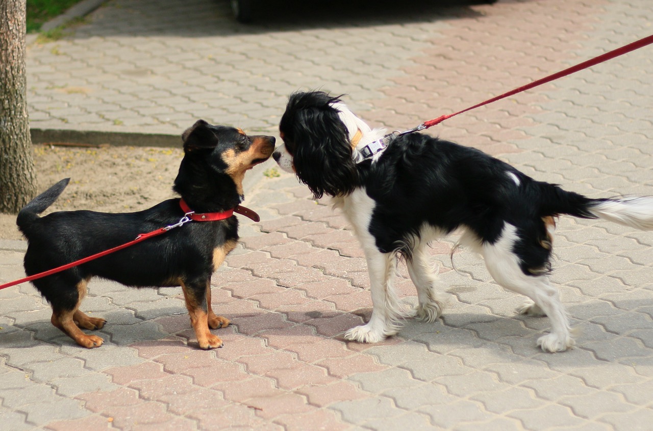 Klapki Na Oczach Czyli Wpis O Życiu : Bo Fajnie Jest